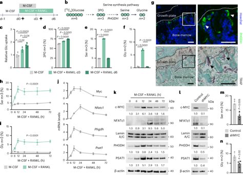 丝氨酸合成途径通过对 Nfatc1 表达的表观遗传调控驱动破骨细胞分化 Nature Metabolism X Mol