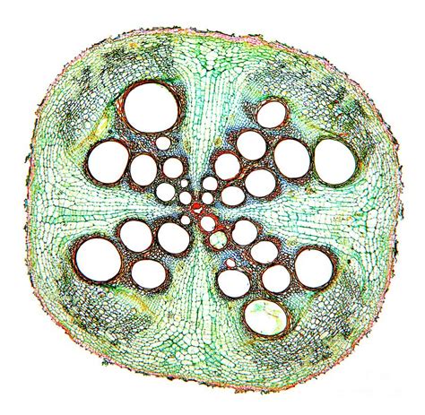 Squash Root Photograph By Dr Keith Wheeler Science Photo Library Fine Art America