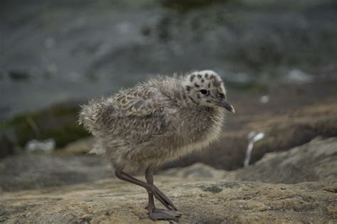 Ein Möwenbaby Foto & Bild | tiere, tierkinder, natur Bilder auf ...
