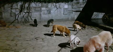 ასე იყო ეს 3 სრულად აქტიური დღე და 3 აქტიური ღამე დღეში 3 საათიანი ძილით 👌 3 ლოკაციაზე