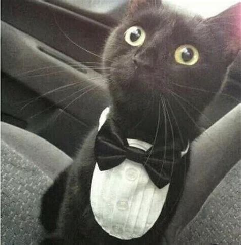 Bro Is Dapper R Cats