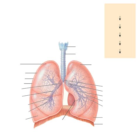 Lab Final 4 Diagram Quizlet