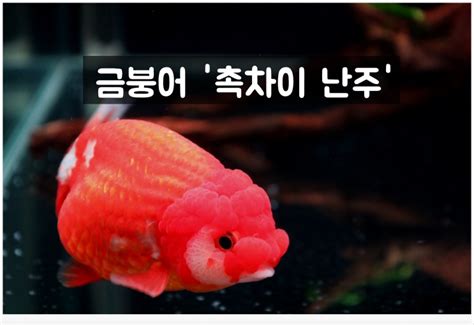 난주 금붕어키우기 어항에 촉차이 난주가 퐁당 네이버 블로그