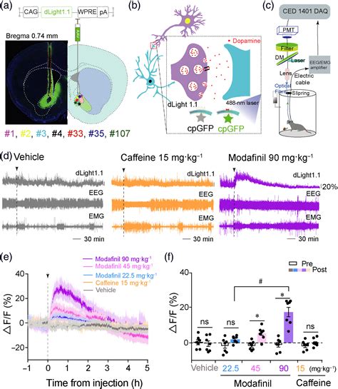 Mesencephalic Dopamine Neurons Are Essential For Modafinil‐induced