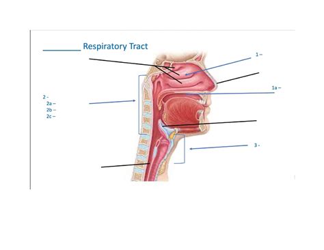 Lab Practical 2 Diagrams Answers Diagram Quizlet