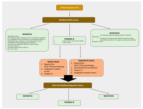 Bacterial Endocarditis Histology