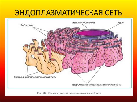 Основы цитологии и гистологии презентация онлайн