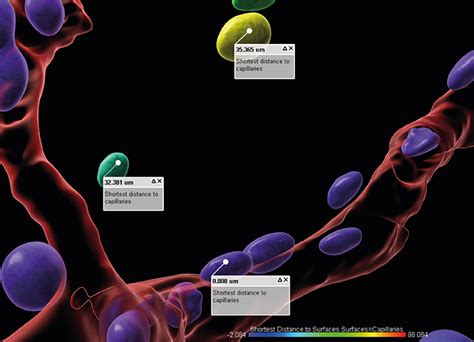Imaris 95 3d4d Image Visualization And Analysis With Deconvolution