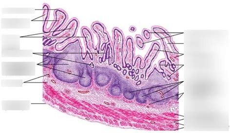 Ilium Histology Diagram Quizlet