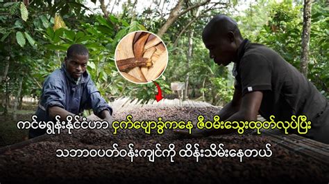 ကင်မရွန်းနိုင်ငံဟာ ငှက်ပျောခွံကနေ ဇီဝမီးသွေးထုတ်လုပ်ပြီး သဘာဝပတ်ဝန်းကျင်ကို ထိန်းသိမ်းနေတယ