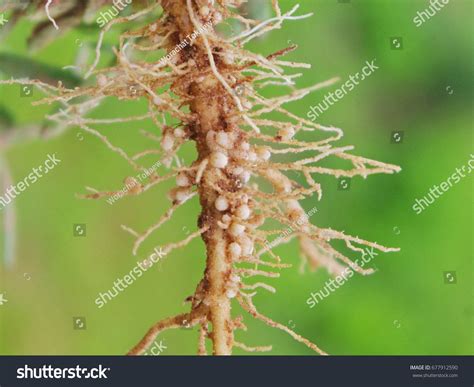 Nodules In Plants
