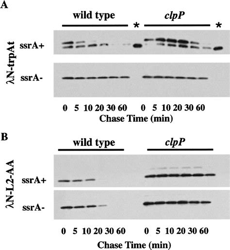 The Clpxp And Clpap Proteases Degrade Proteins With Carboxy Terminal Peptide Tails Added By The