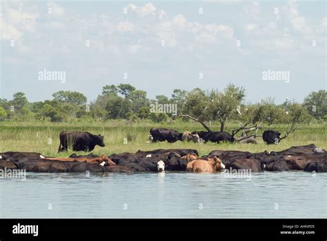 Cattle In Pond Standing In Water Ranch Farm Cows Cooling Off Staing