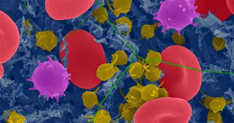 Monocytes And Macrophages Sean Schepers