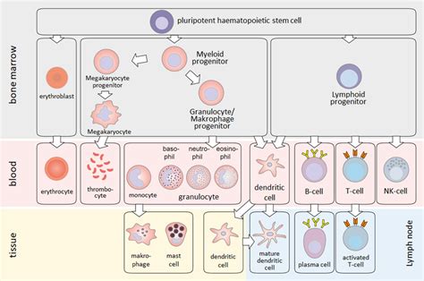 Free Clip Macrophages Download Free Clip Macrophages Png Images Free