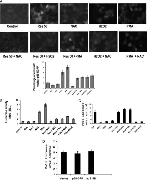 H 2 O 2 And Pma Induced Nf B Activation Is Inhibited By Resveratrol