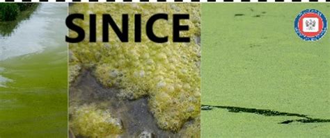 Uwaga Na Sinice Powiatowa Stacja Sanitarno Epidemiologiczna W