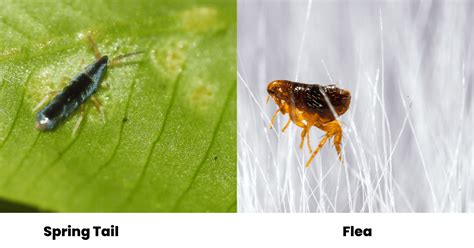 What Are Some Bugs That Look Like Fleas Photo Comparisons