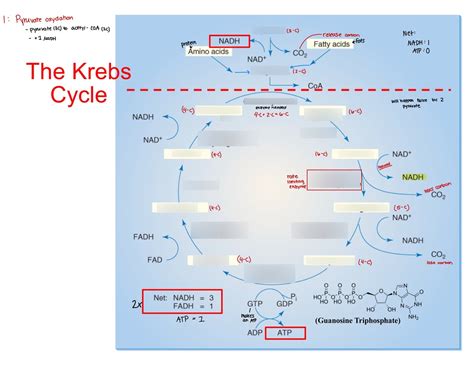 Krebs Cycle Diagram Quizlet