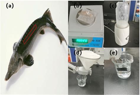 The Procedure Of The Experiment A Fish Sampling Site B Weigh The