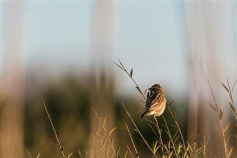 「bruan」の写真素材 90件の無料イラスト画像 Adobe Stock
