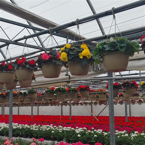 Hanging Baskets Harvest View Greenhouses Harvest View Greenhouses