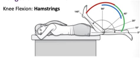Manual Muscle Testing Flashcards Quizlet