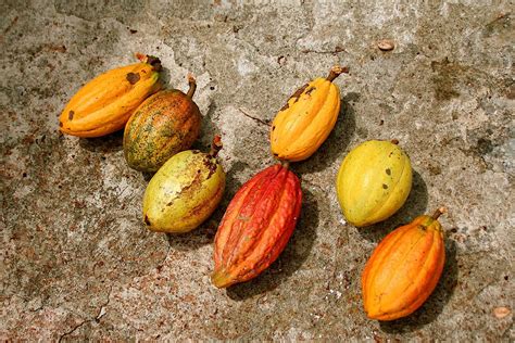 About Chocolate Chocolate Maya