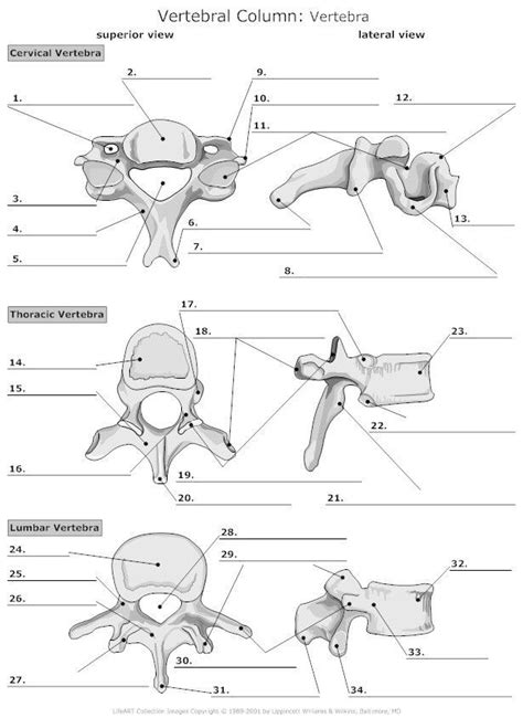 Skeletal System Quiz Labeling At Reynaldo Leahy Blog