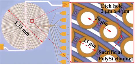 optical image of the pmut array and close up picture of individual 25