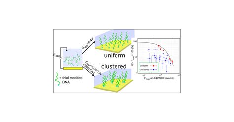 Measuring And Controlling The Local Environment Of Surface Bound Dna In Self Assembled