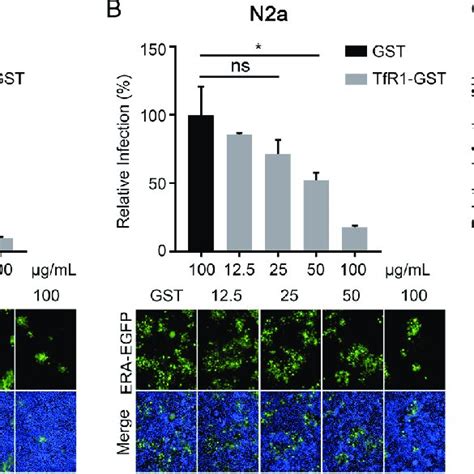 The Tfr1 Ectodomain Soluble Protein Tfr1 Gst Inhibits Rabv Infection
