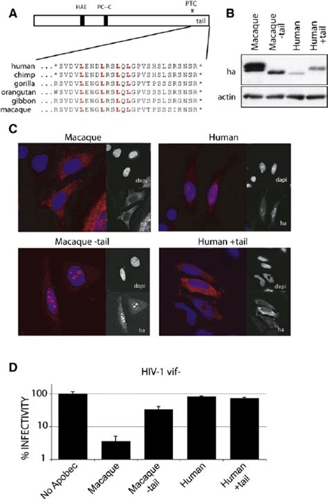 The C Terminal Tail Controls The Subcellular Localization But Not The Download Scientific