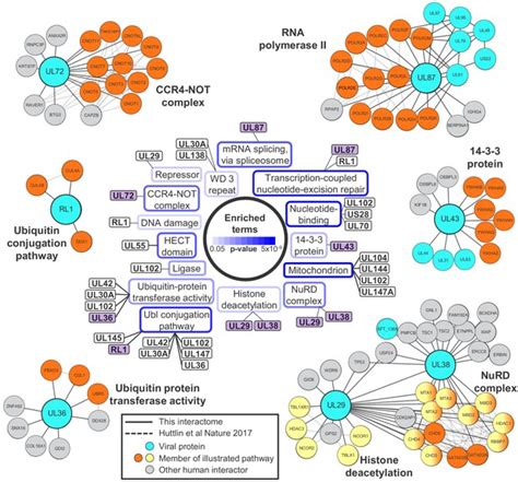 Figures And Data In Human Cytomegalovirus Interactome Analysis