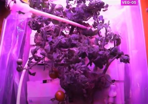 Tomate Que Astronauta Perdeu No Espaço Foi Finalmente Encontrado