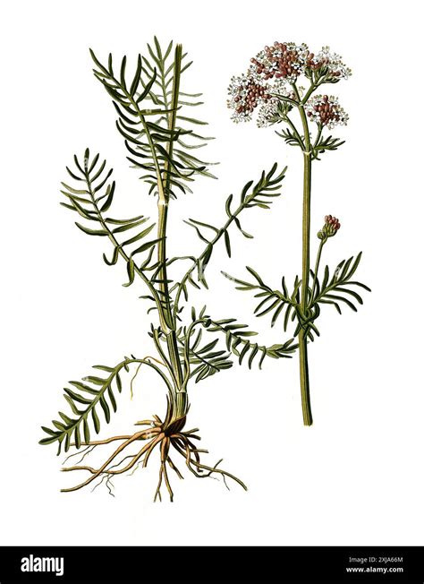 Heilpflanze Echter Baldrian Auch Großer Baldrian Valeriana