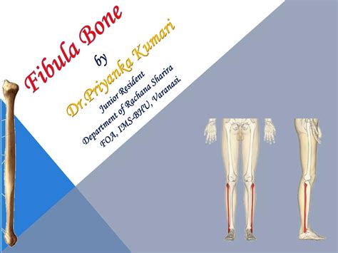 Fibula Anatomy