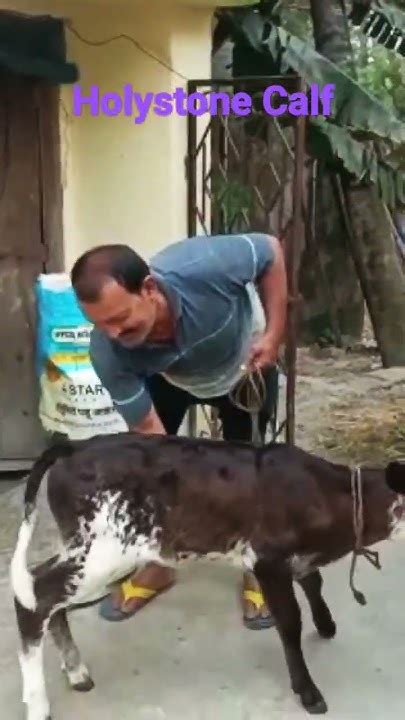 Sex Shorted Holystone Calf Ll Shorts Youtubeshorts Holystone Calf Youtube