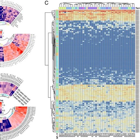 Heatmaps Analysis Spatiotemporal Expression Patterns Of Pgnf Y