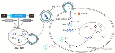 类器官crispr Cas9基因编辑及慢病毒转染实验方法 知乎