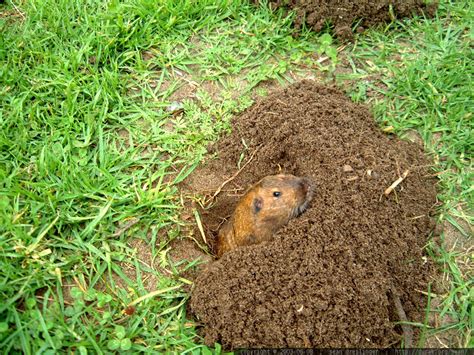 Gopher Tunnels In Yard At Aiden Darcy Blog