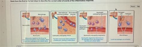 Inflammatory Response Steps