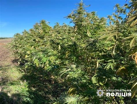 12 октября в полицию сообщили добрые люди, что в одном из поселков в ...