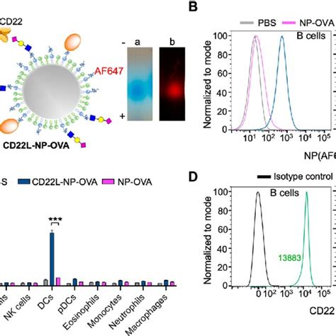 Cd22 Ligand On Tolerogenic Cd22l Npr Ova Mediates Binding To B Cells