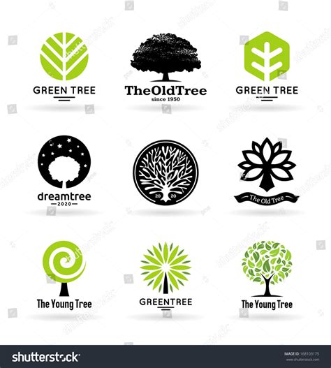 Set Trees 3 Stock Vector Royalty Free 168103175 Shutterstock
