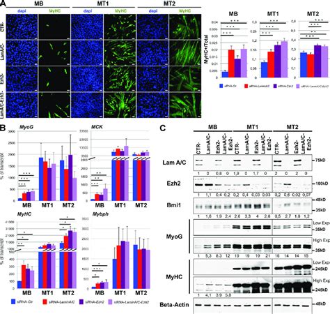 lamin a c depletion leads to an anticipation of muscle differentiation