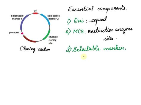 Solved List Four Essential Components Of The Cloning Vector Briefly Explain Their Purpose In