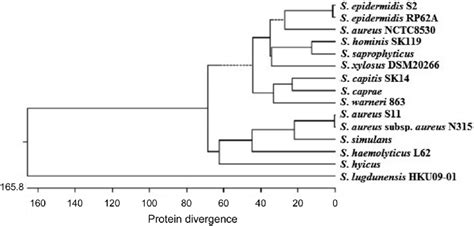Phylogenetic Tree Of Staphylococcal Lipases Download Scientific Diagram
