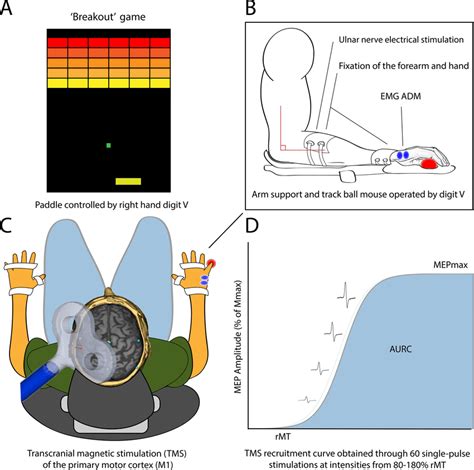 Behavioural Task And Experimental Setup The Visuomotor Training Task