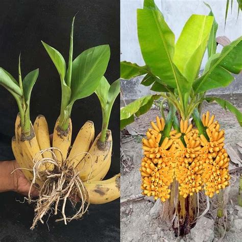 Good Techniques For Grafting Banana Trees In Fast Growing Small Pot